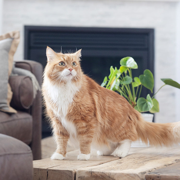 Pet Barn TT | Premium Pet Food in Trinidad – Pet Barn